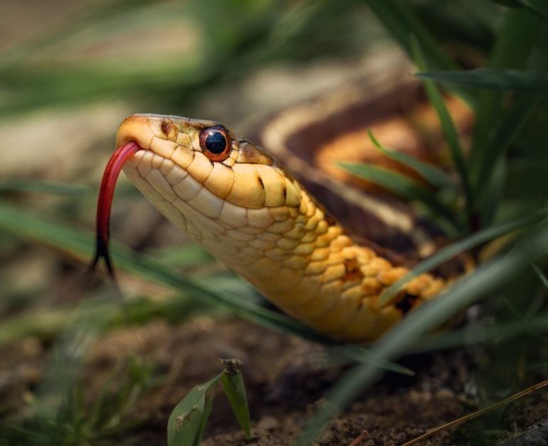 Qué es la Ofidiofobia - PsiquiatrasOnline.com